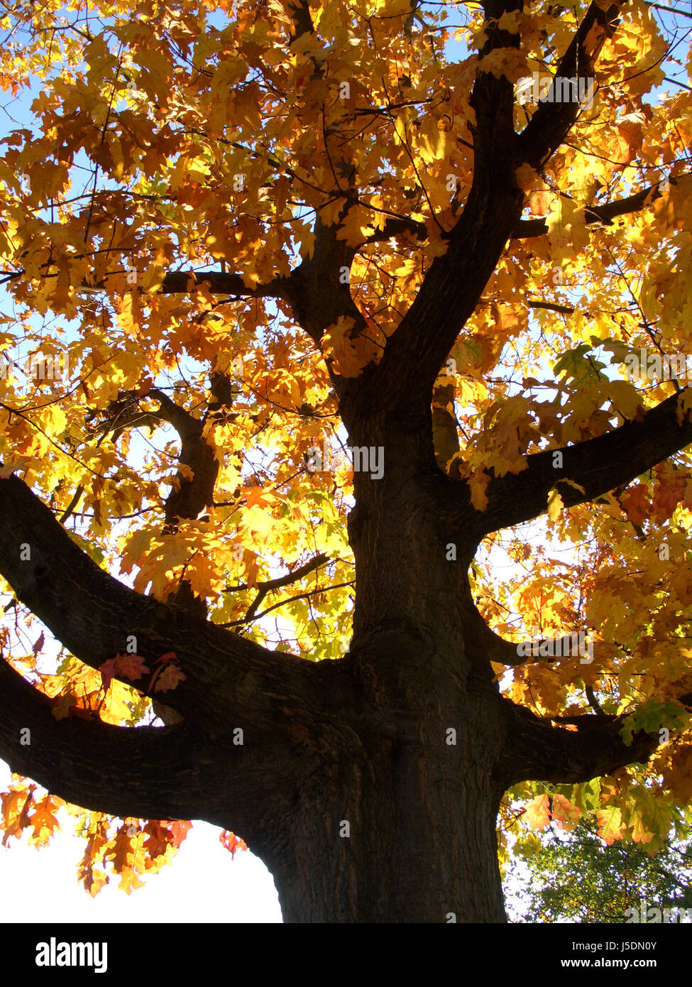 oak tree in fall Stock Photo - Alamy
