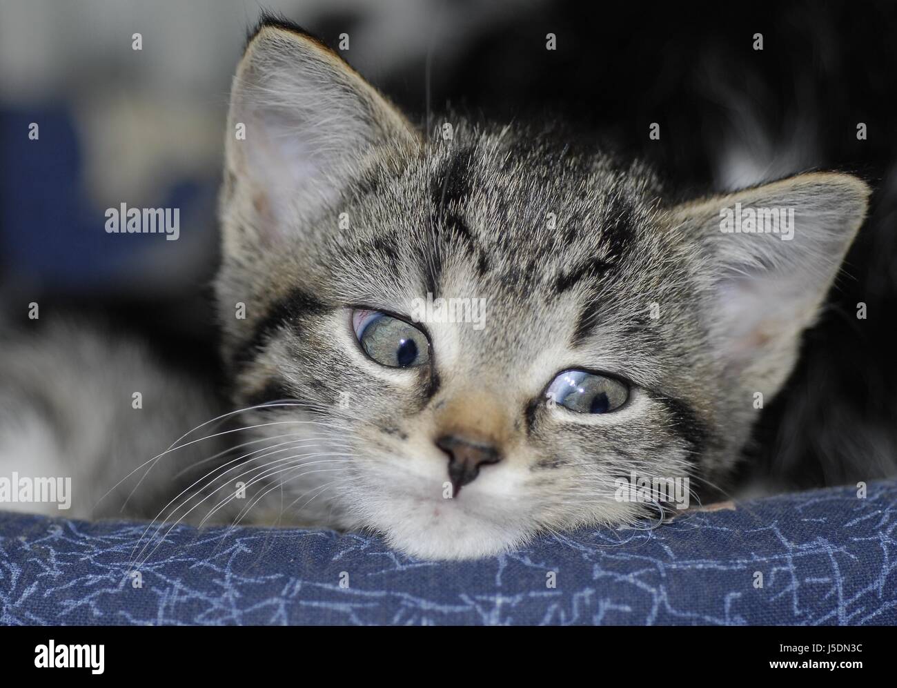 blue curiosity curious nosey nosy eyes cat big cat feline predator ...