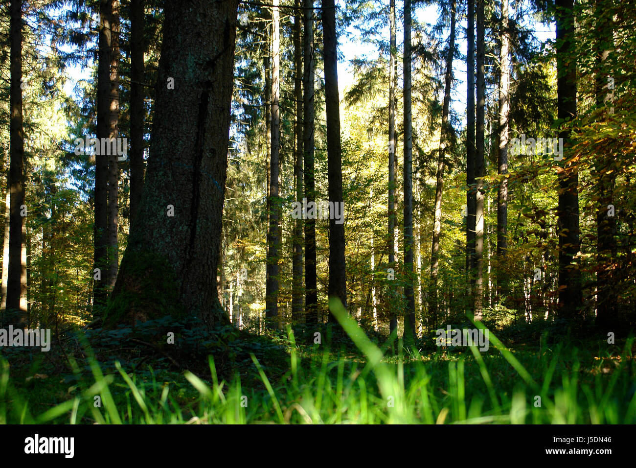 shine shines bright lucent light serene luminous tree trees wood glade ...
