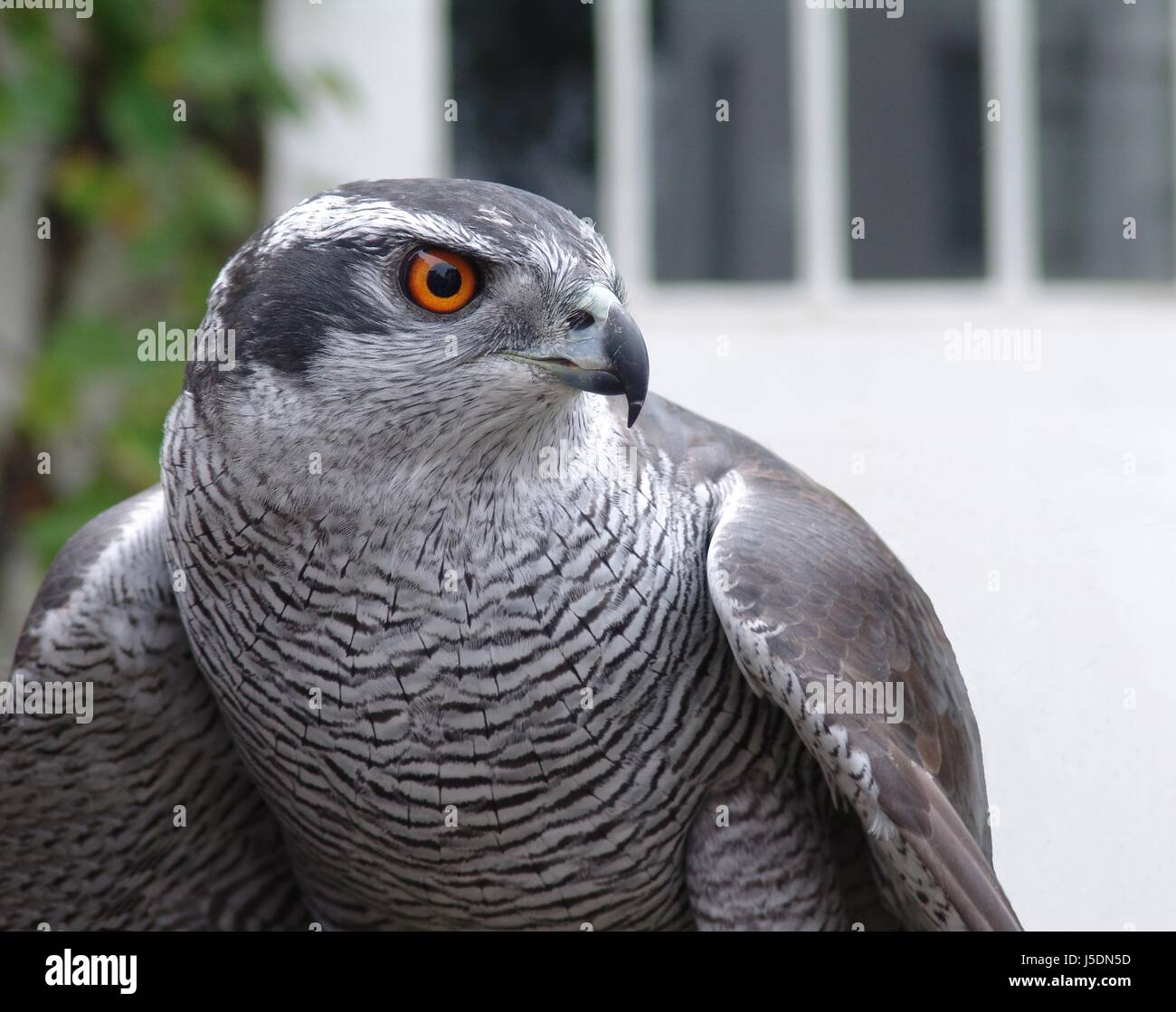 bird birds raptor hunt claws falconer falconry claw hawk hunting chase ...