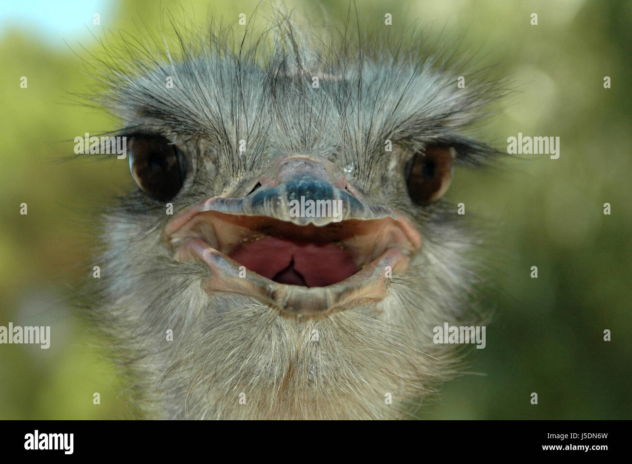 bird africa birds eyes look glancing see view looking peeking looking ...