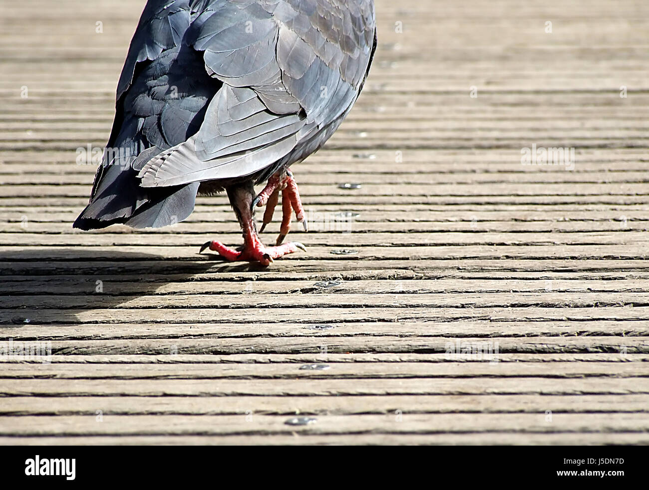 bird birds back pigeon to give a jerk path way spine abandon go away ...