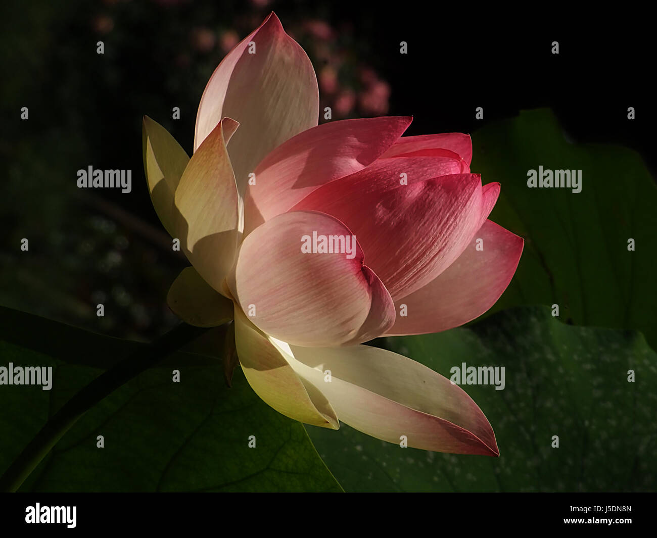Symbolic lotus flower hi-res stock photography and images - Alamy