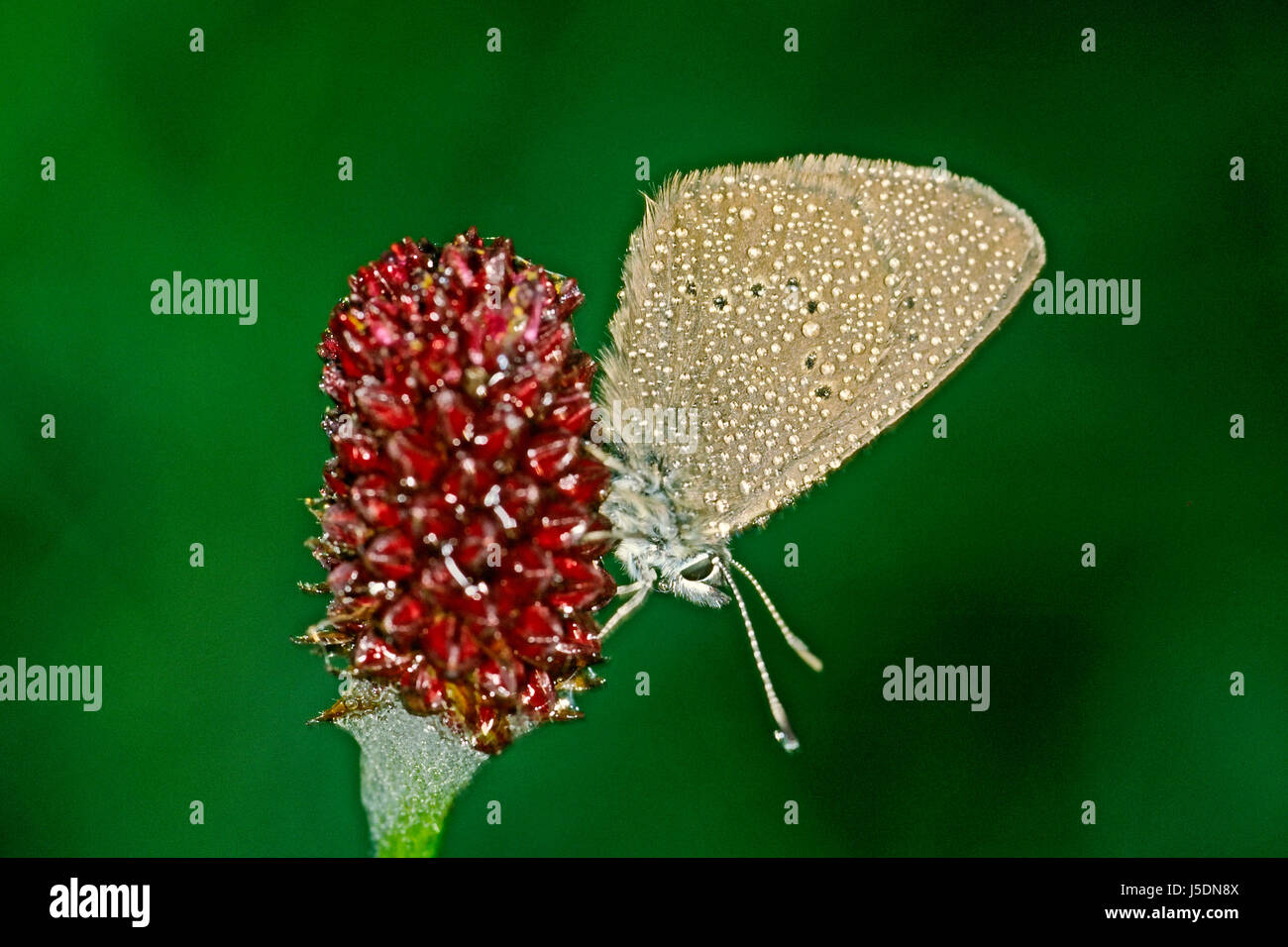 maculinea nausithous,bluebird with dewdrops Stock Photo - Alamy
