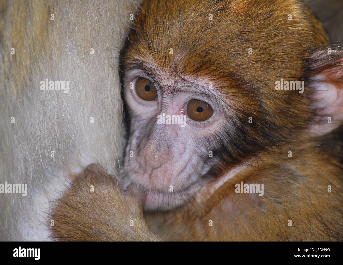 animal mammal monkey look glancing see view looking peeking looking at ...