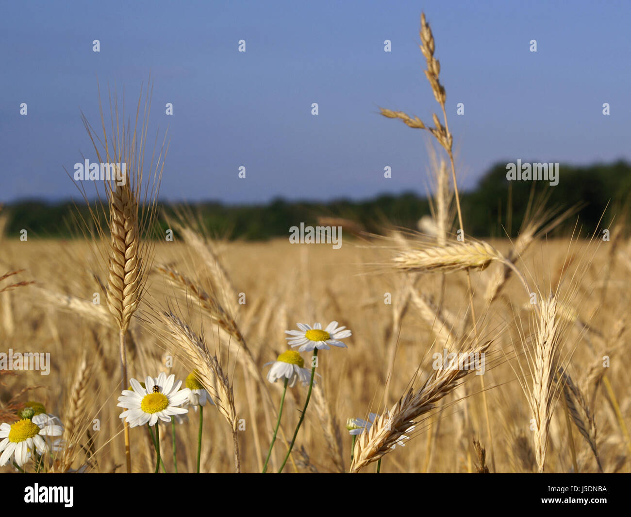 agriculture farming field summer summerly grain on the way wheat corn ...