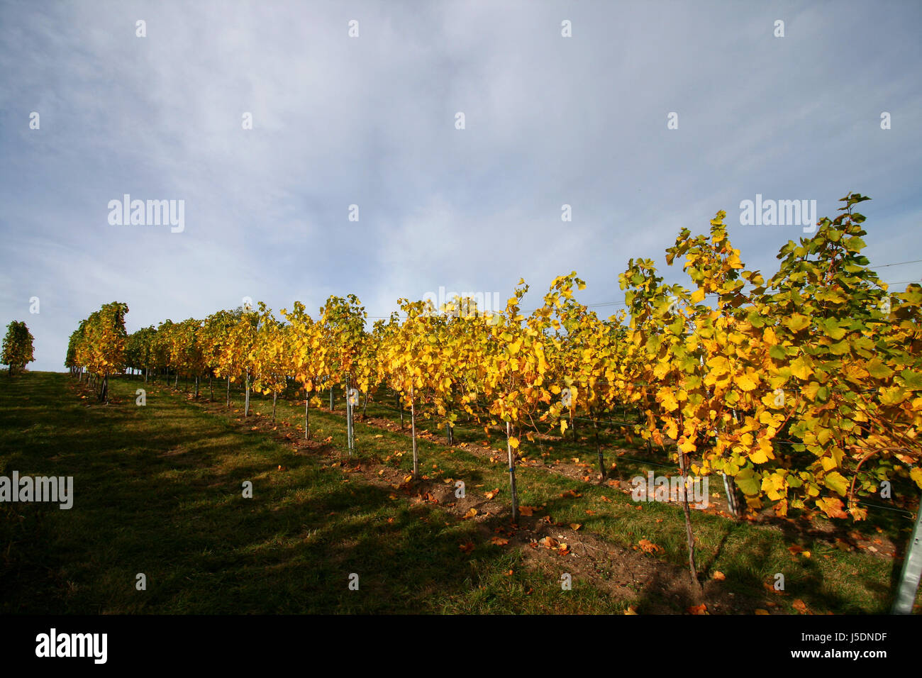 blue leaf tree trees green leaves agriculture farming cultivation of ...