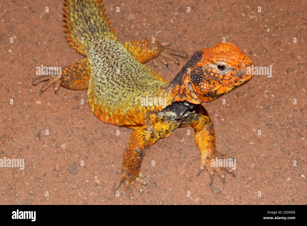 beautifully colored males Stock Photo - Alamy