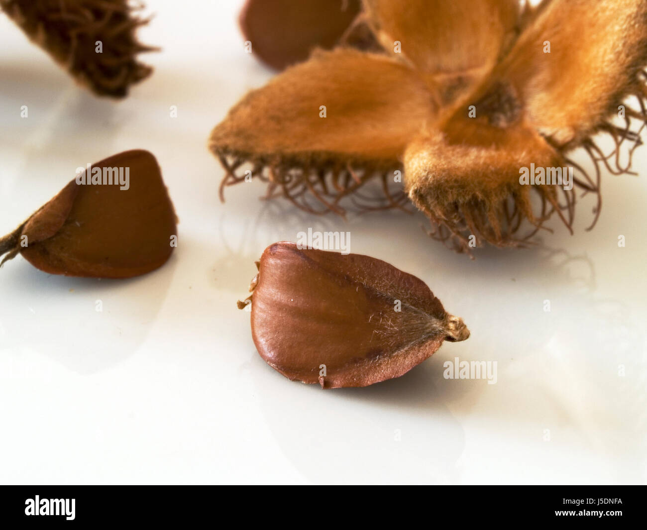 tree deciduous tree progenies fruits branch bud nuts beech triangular ...