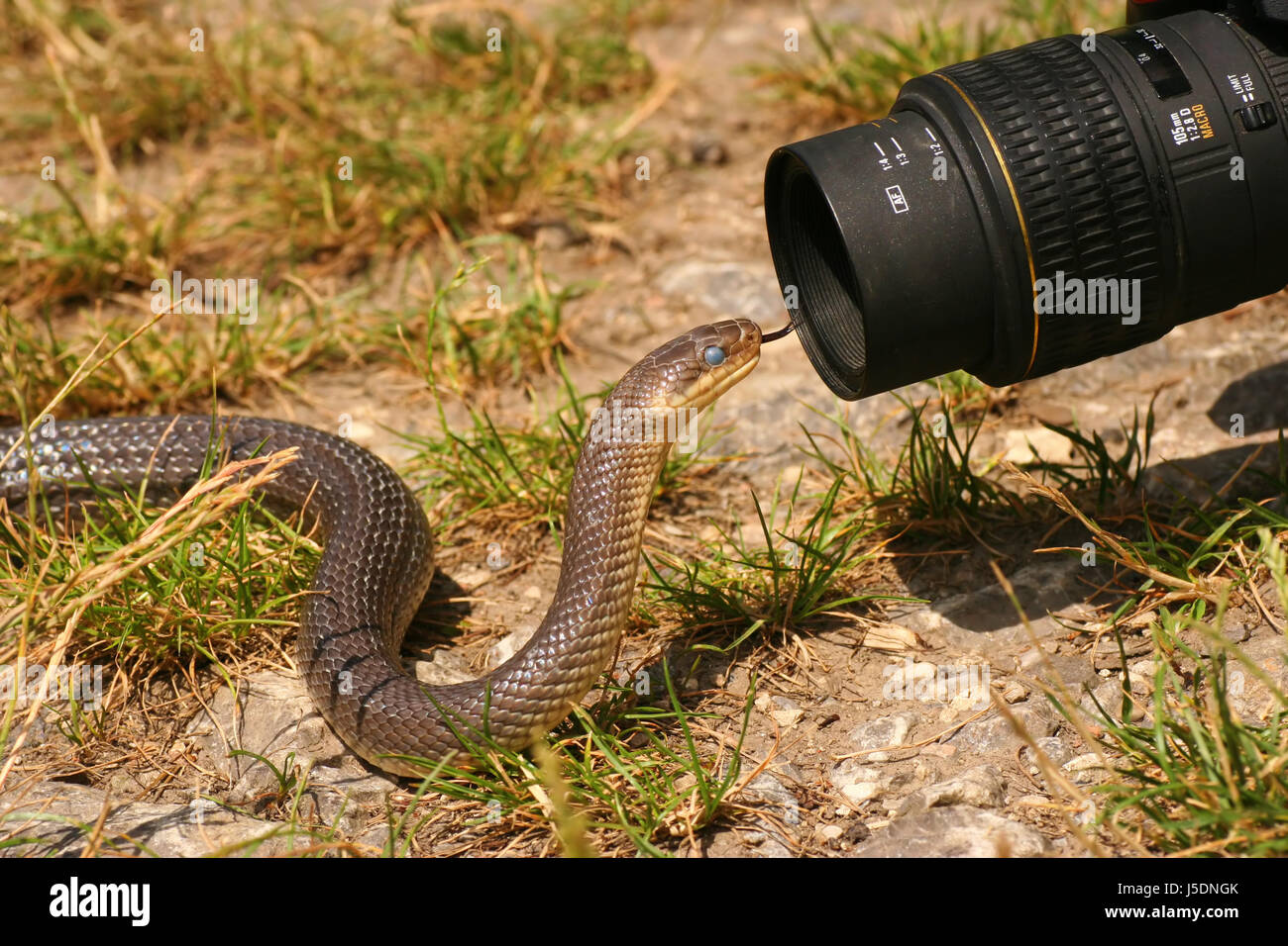 Conservation photographer hi-res stock photography and images - Alamy