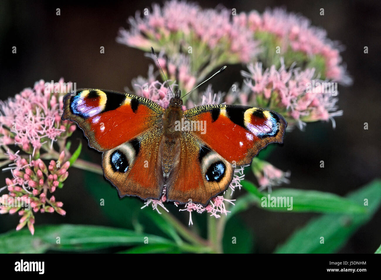 butterfly coloured colourful gorgeous multifarious richly coloured ...