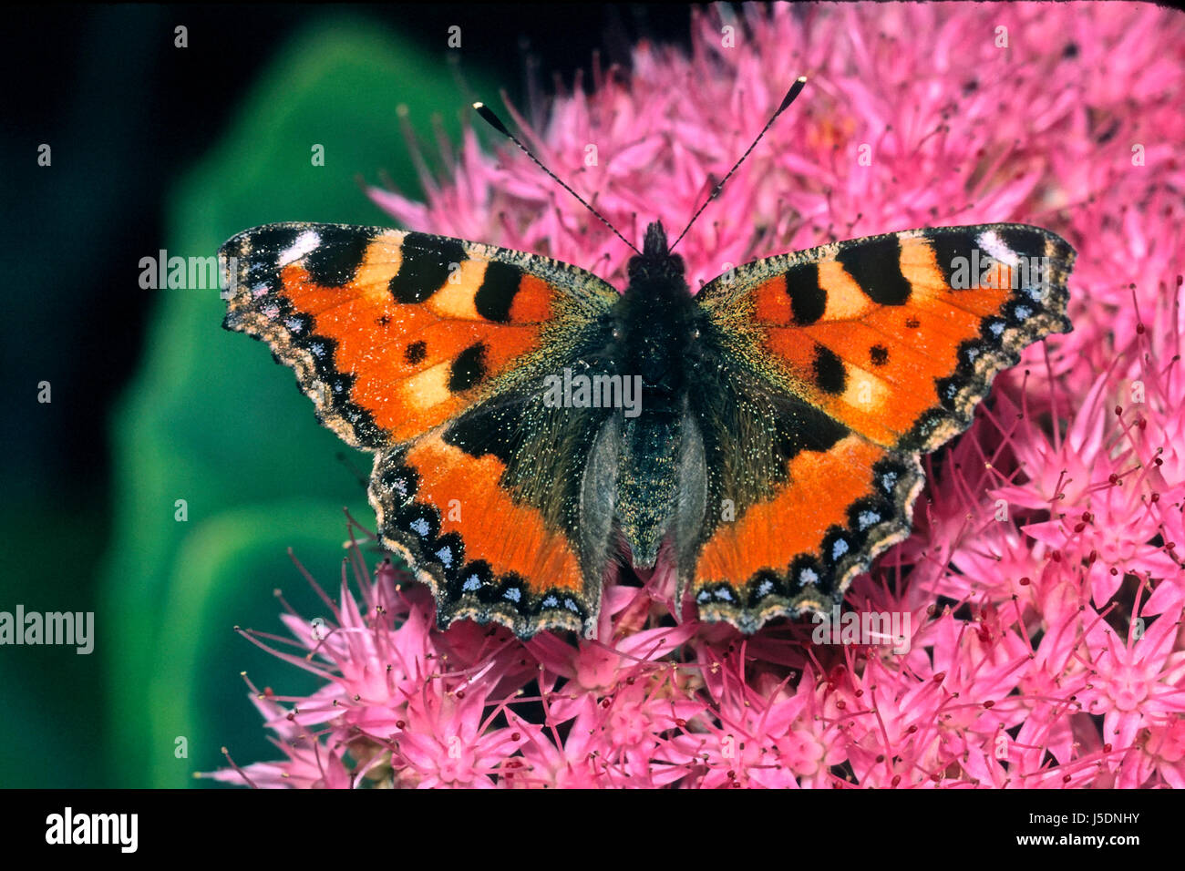 butterfly butterflies rot red nymphalis urticae aglais urticae kleiner ...