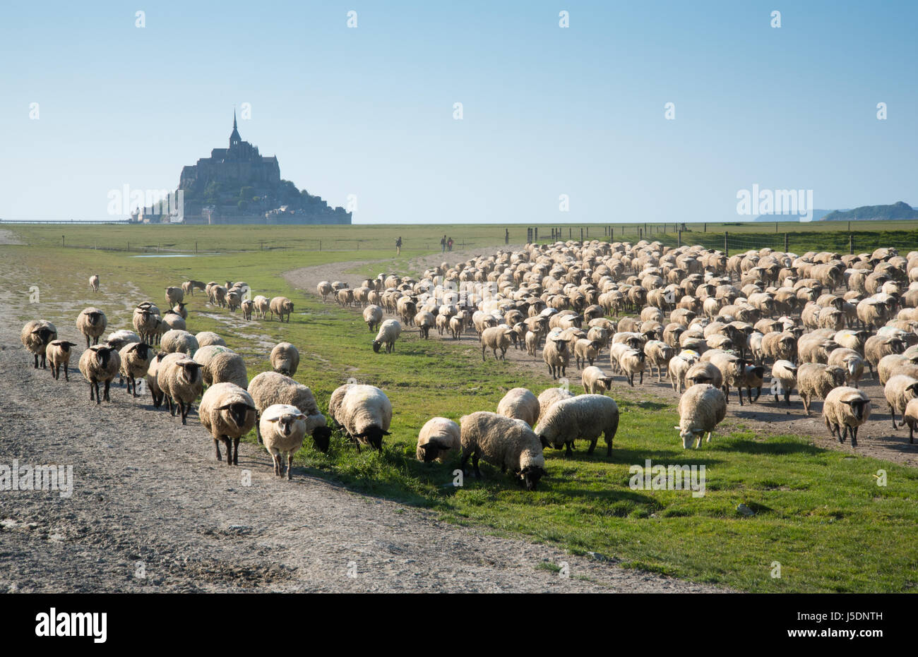 Sheep being herded in from the salt marshes with Mont-Saint-Michel in ...