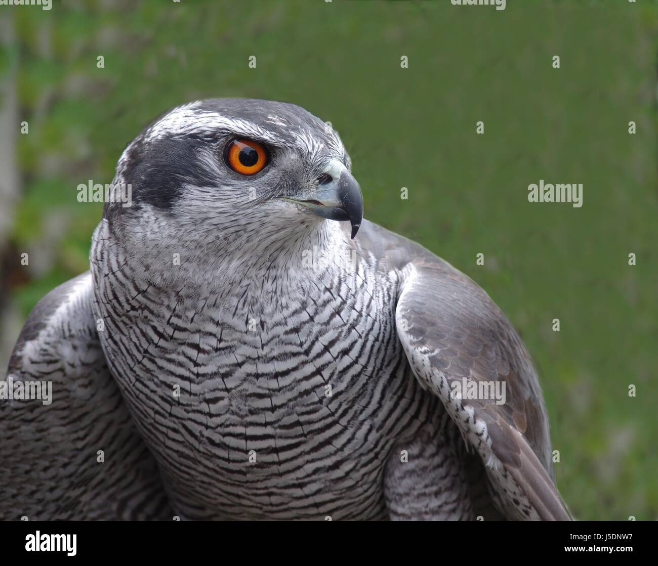 bird birds raptor hunt claws falconer falconry claw hawk hunting chase ...