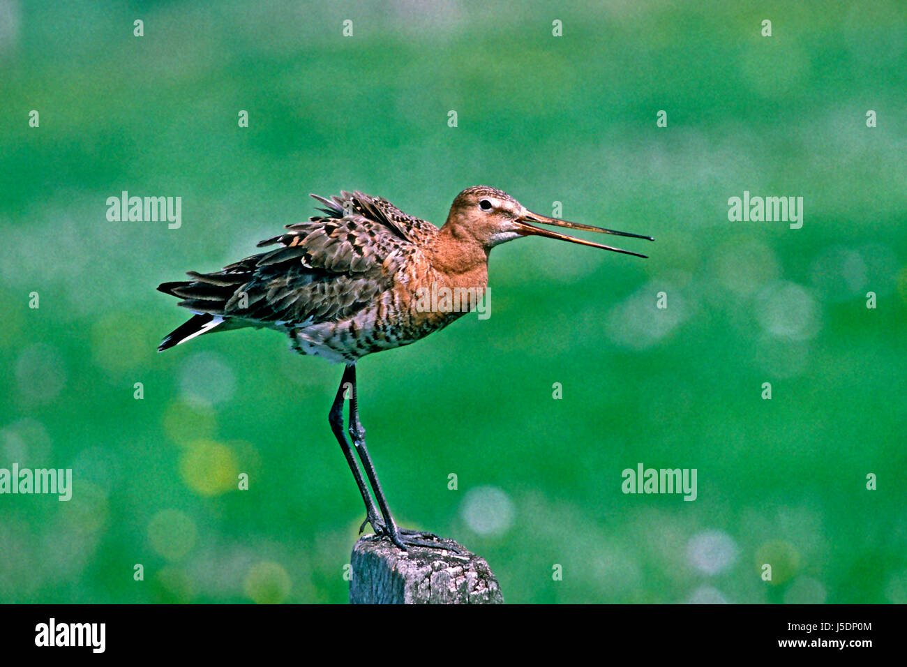 bird portrait birds beak waterfowls long waterfowl beaks lute snipe ...