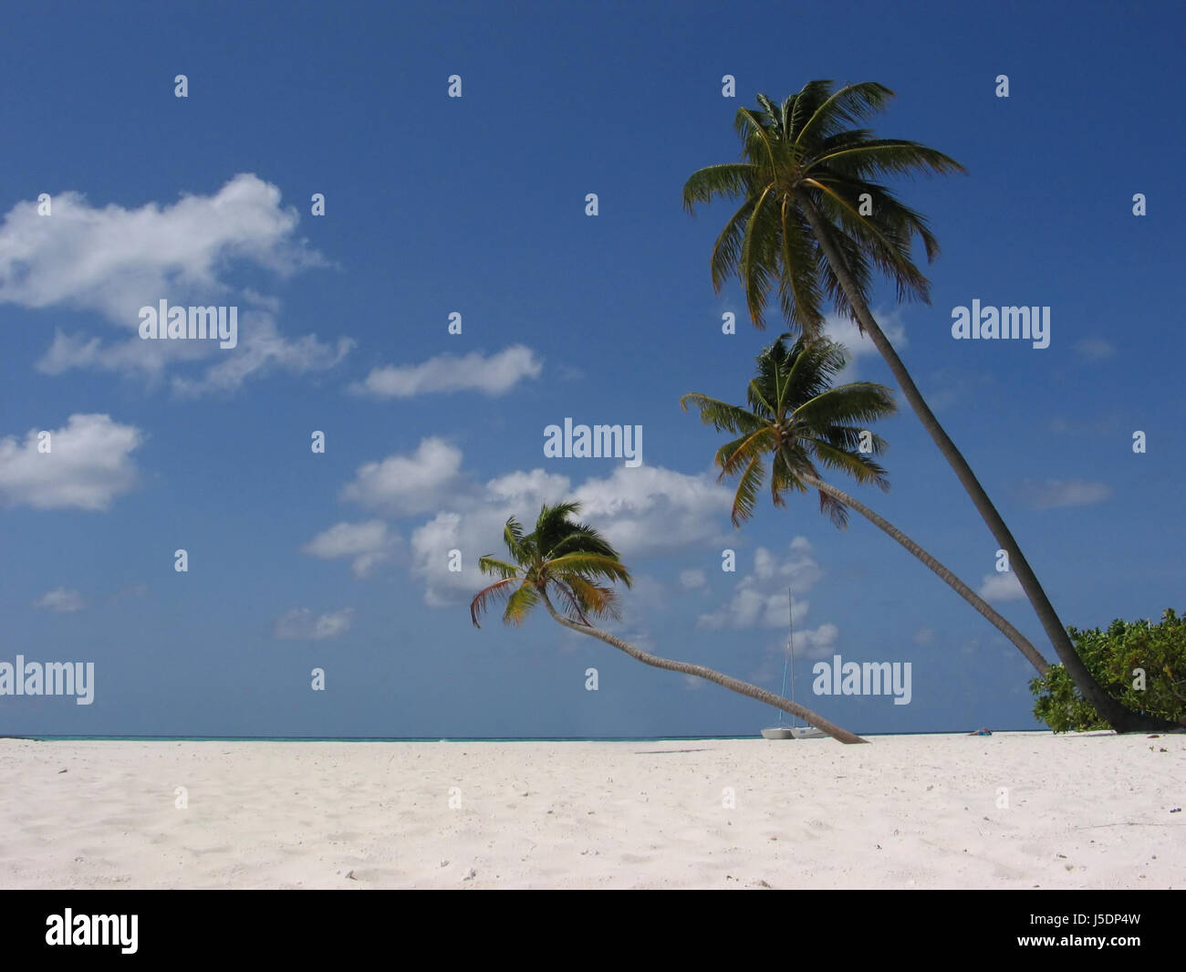 maldives island beach palm trees Stock Photo - Alamy