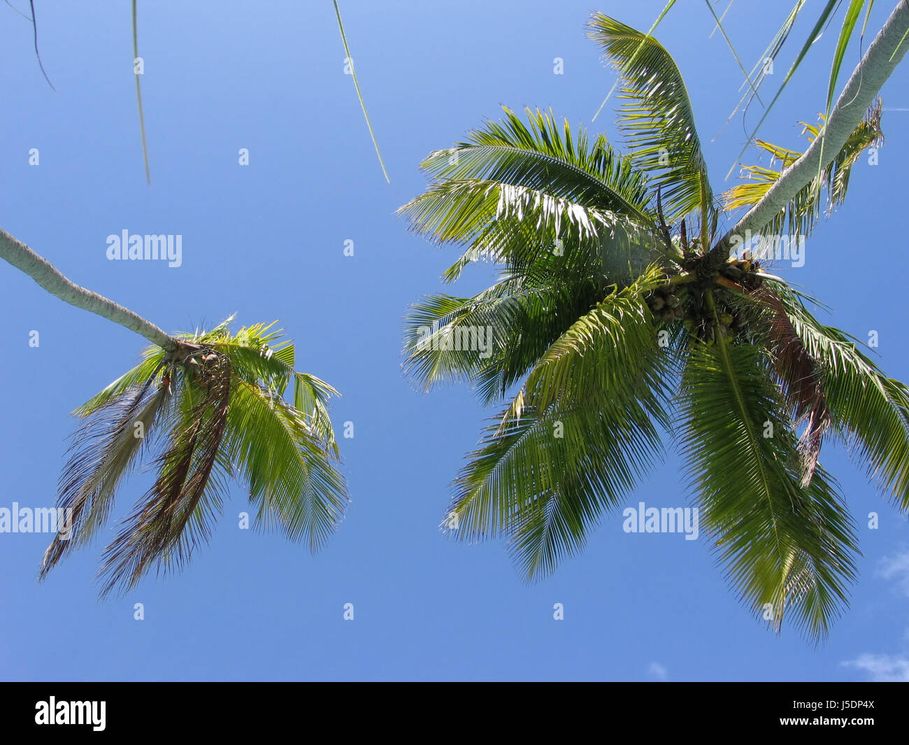 maldives island beach palm trees 2 Stock Photo - Alamy