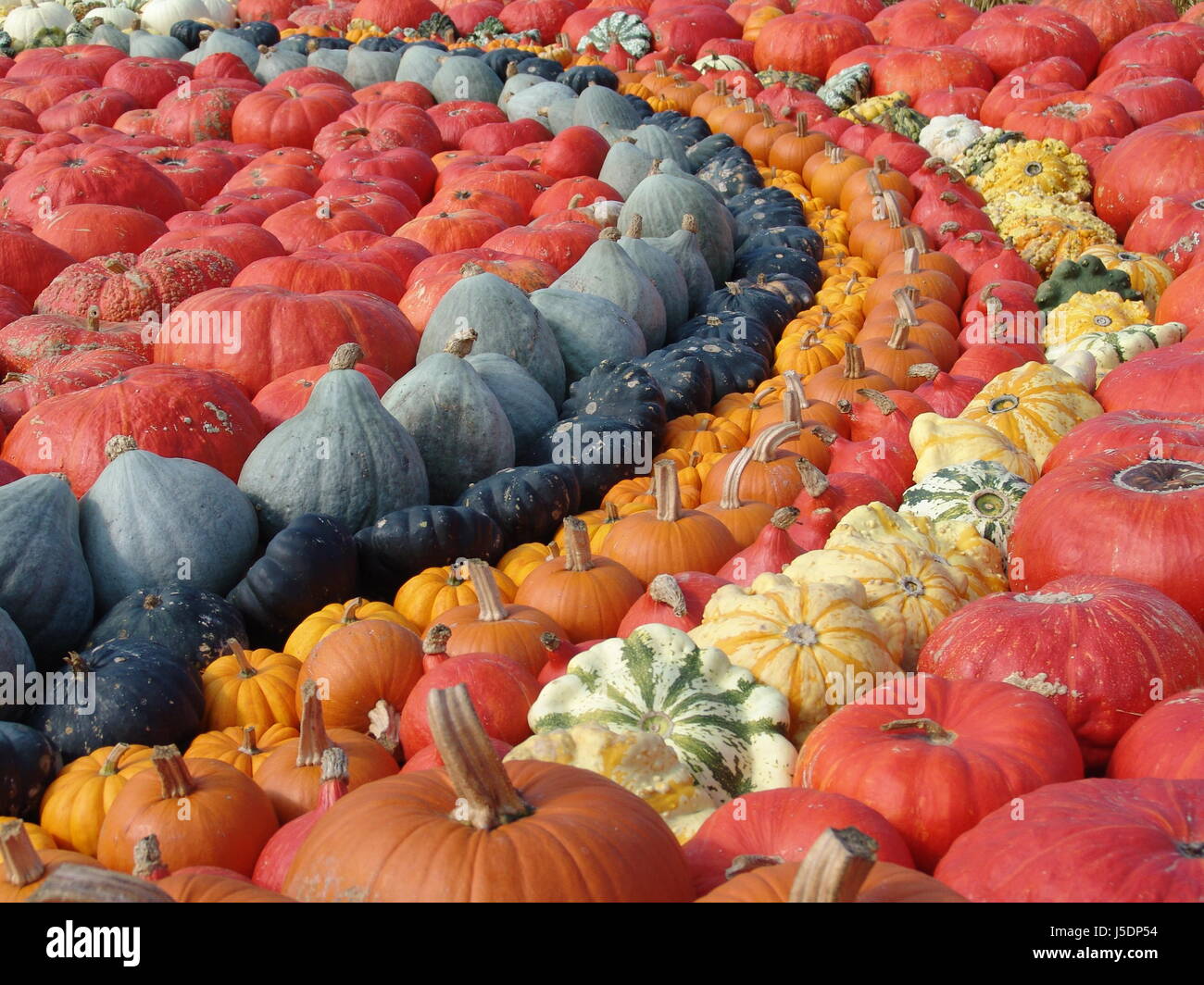round pumpkin lines Stock Photo - Alamy