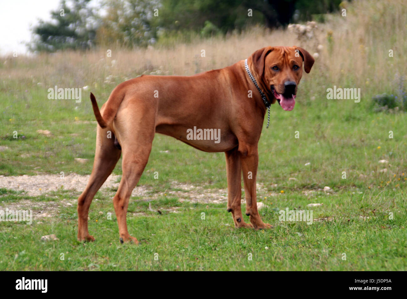 Rhodesian ridge hi-res stock photography and images - Alamy