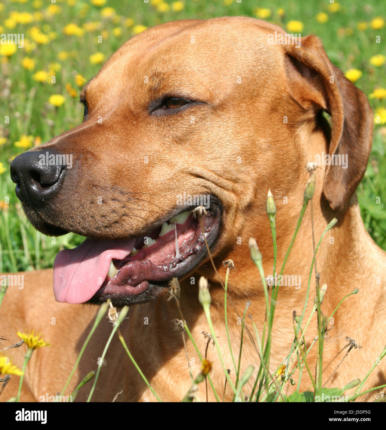 Rhodesian ridgeback teeth hi-res stock photography and images - Alamy