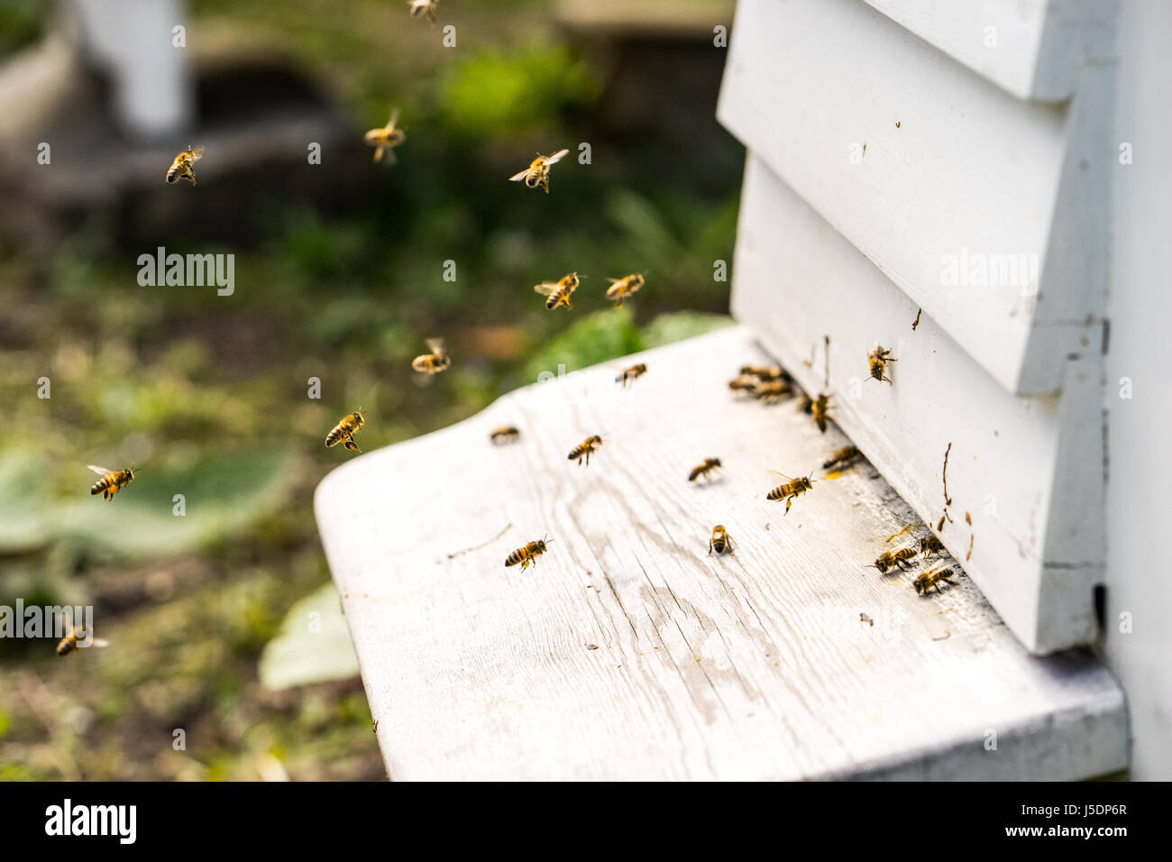 Beehive on legs hi-res stock photography and images - Alamy