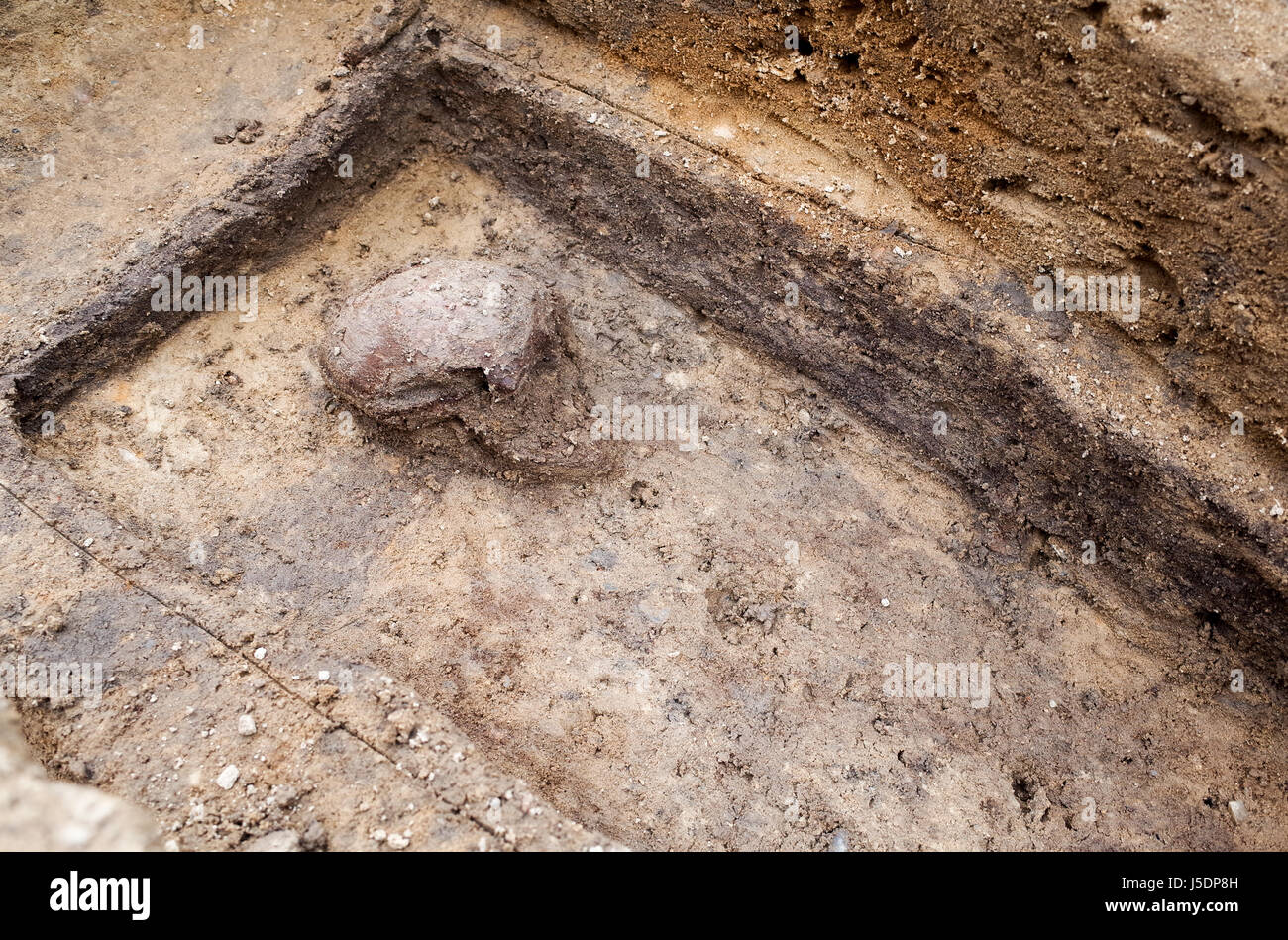 Archaeological excavation with skeletons and skulls still half buried ...