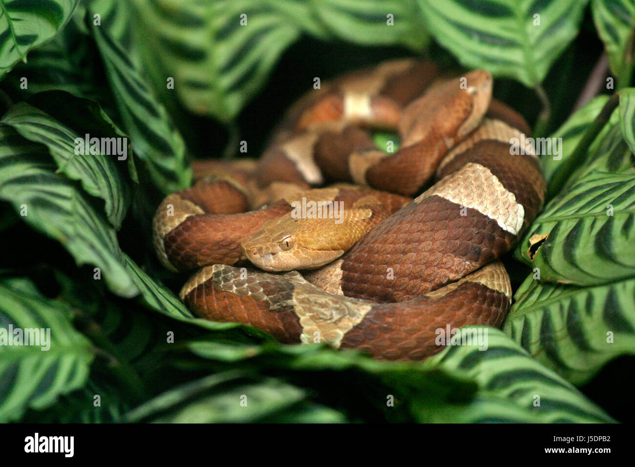 Snakes nest hi-res stock photography and images - Alamy