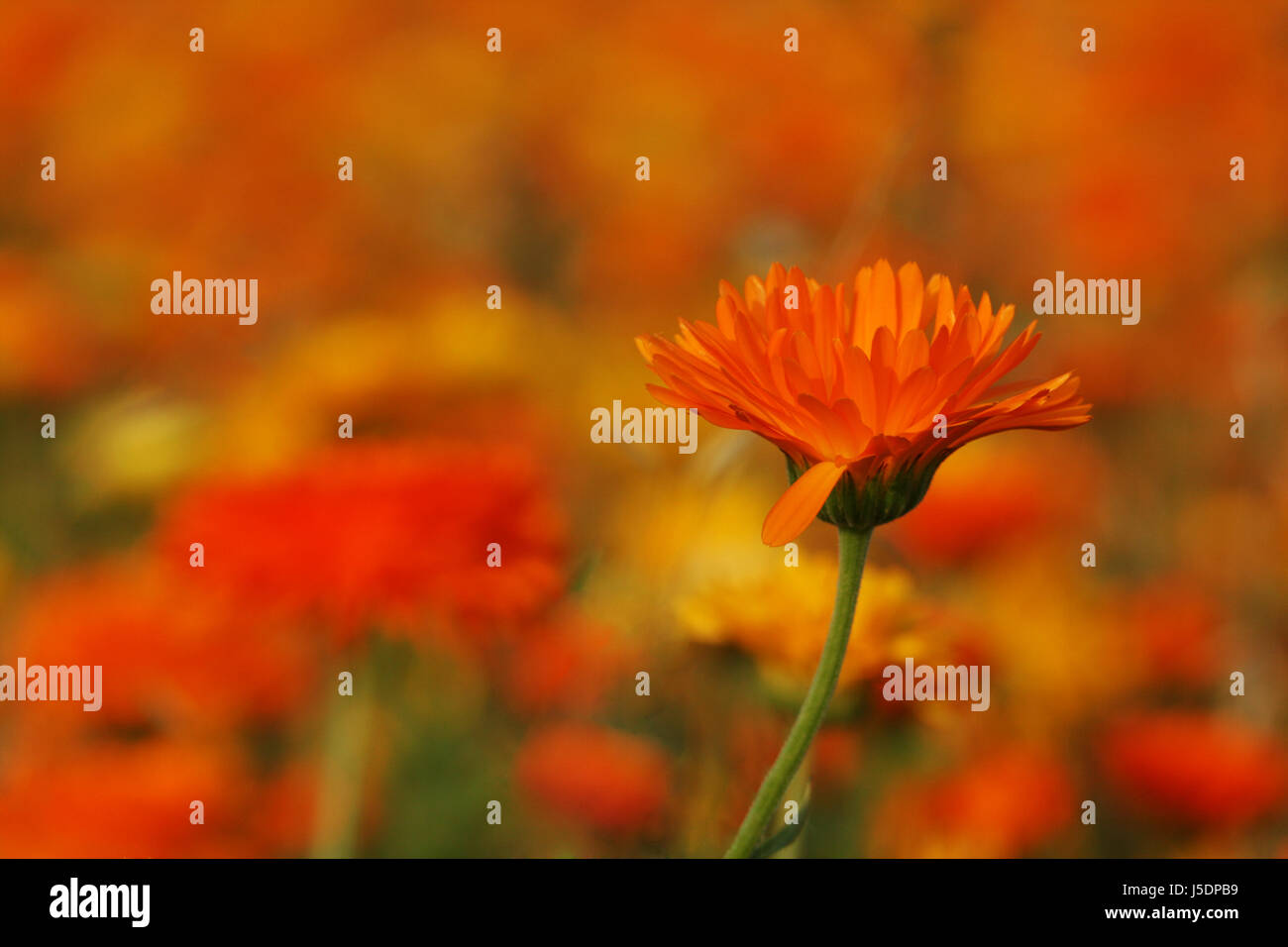 Riot of spring flower colours hi-res stock photography and images - Alamy