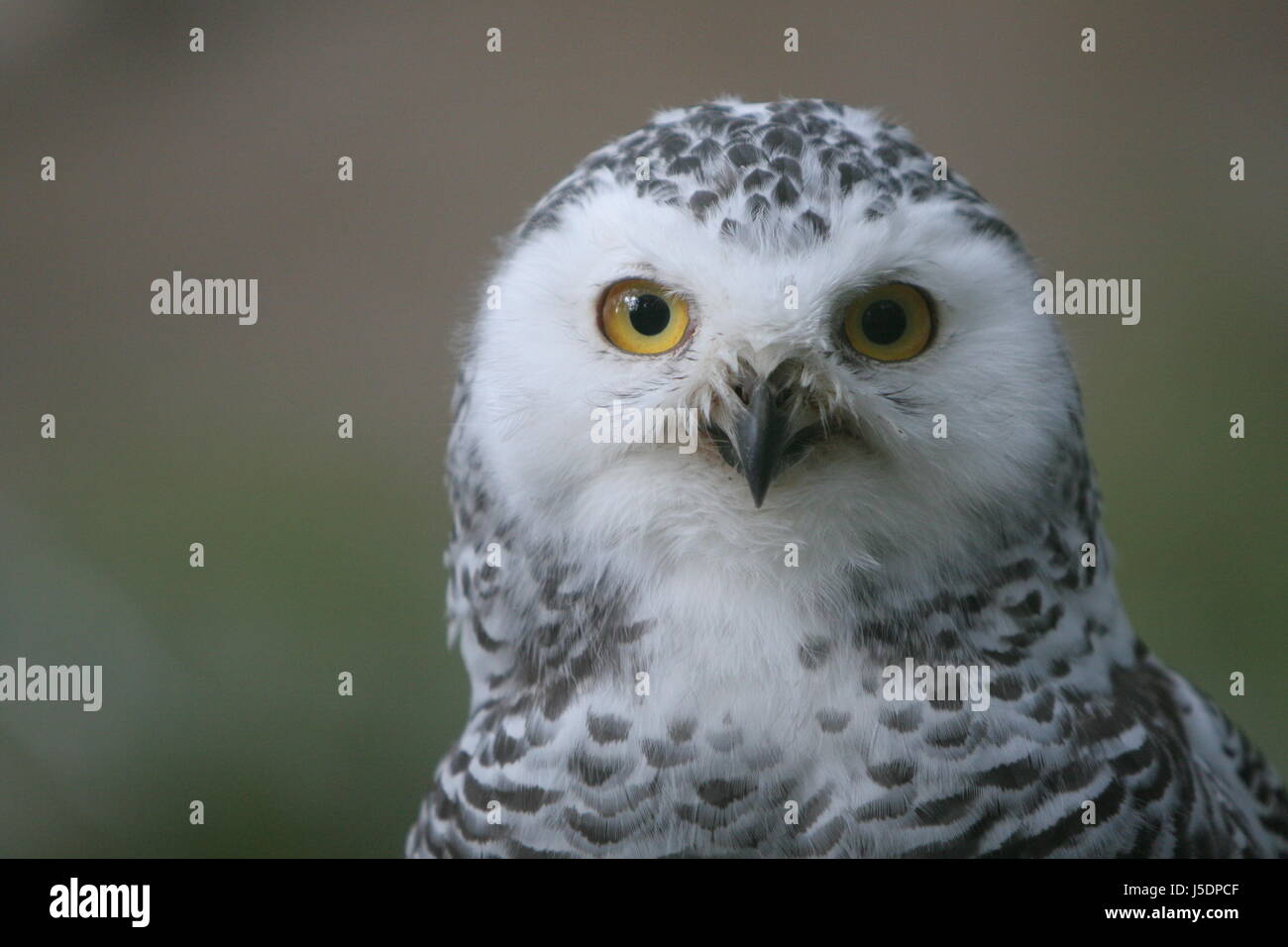 Huhu hi-res stock photography and images - Alamy