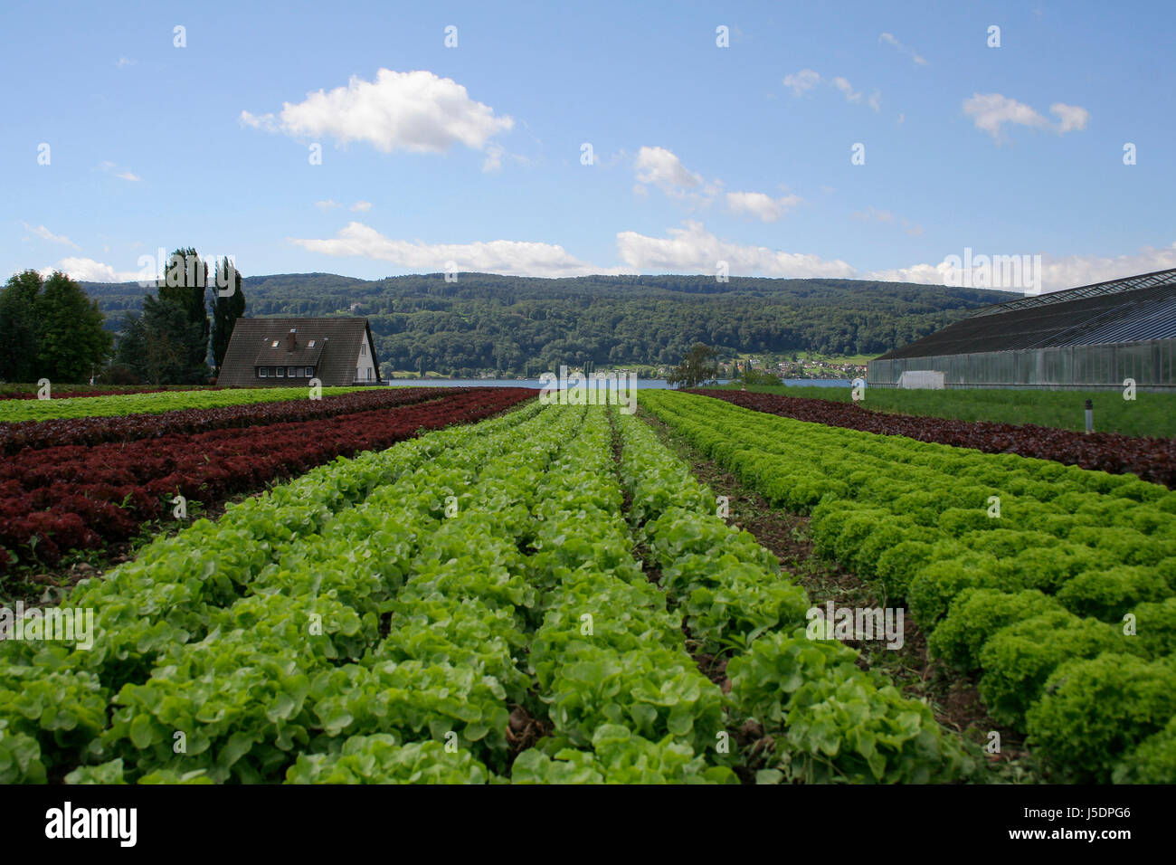 lettuce fields in reichenau Stock Photo - Alamy