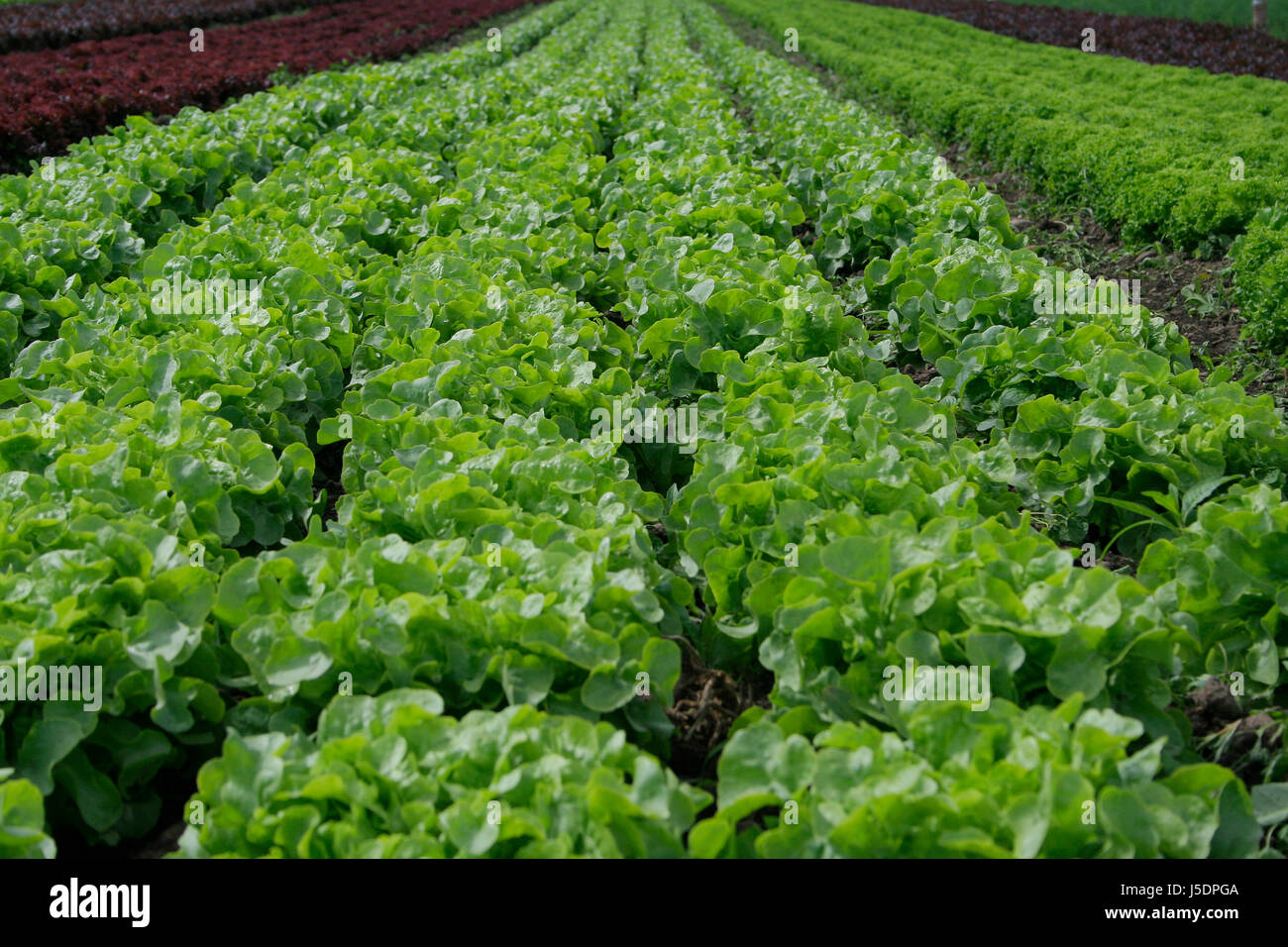 lettuce fields in reichenau Stock Photo - Alamy
