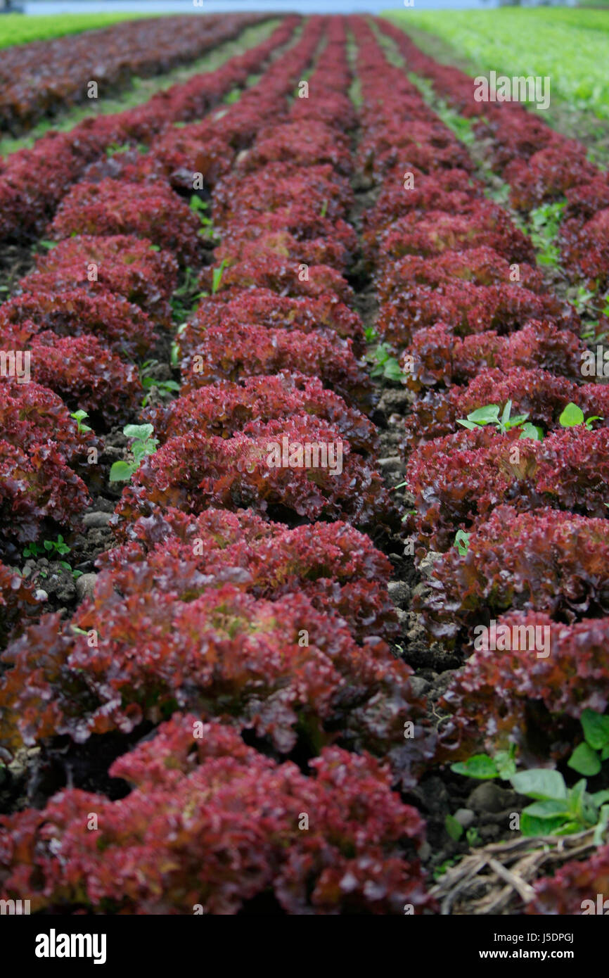 lettuce fields in reichenau Stock Photo - Alamy
