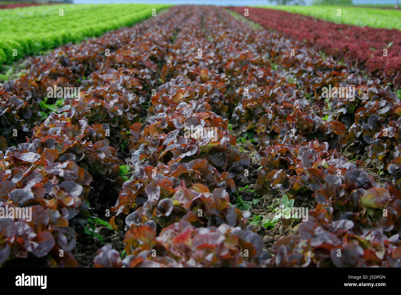 lettuce fields in reichenau Stock Photo - Alamy