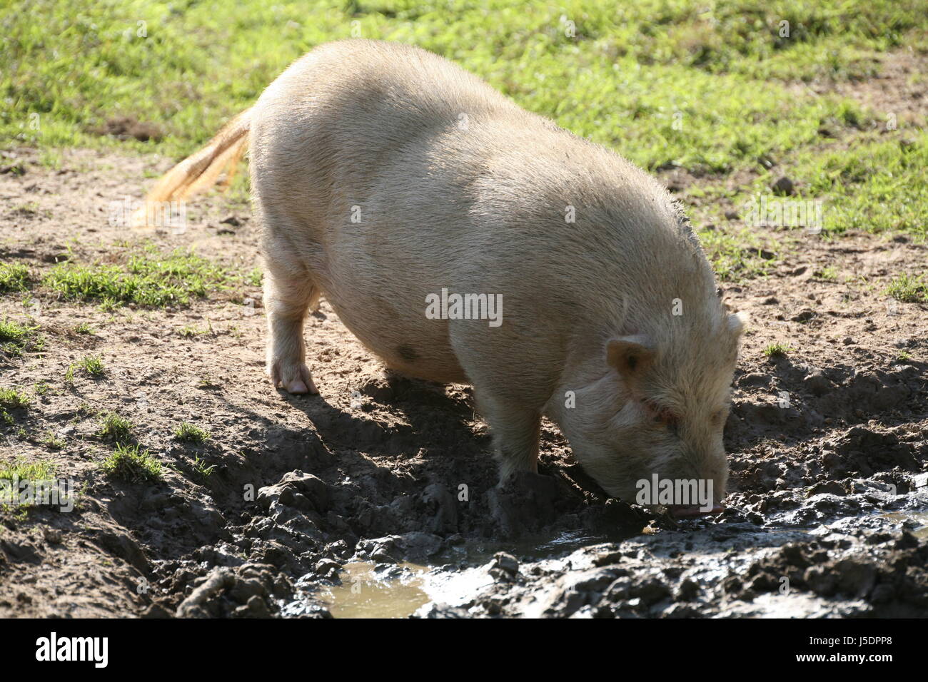 Mini pig bath hi-res stock photography and images - Alamy