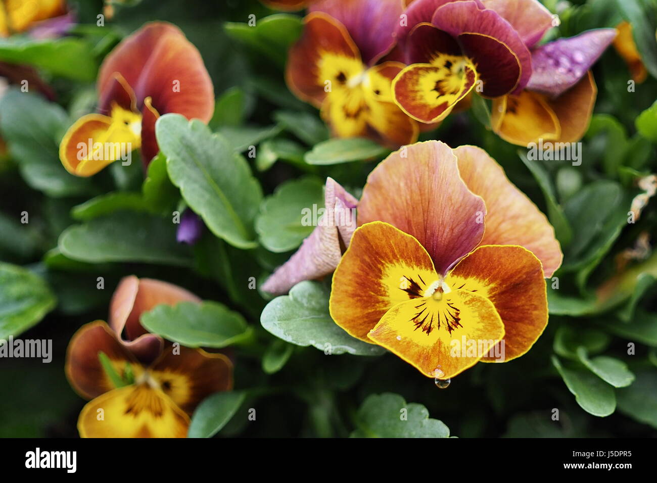 Bumble Bee Viola Stock Photo - Alamy