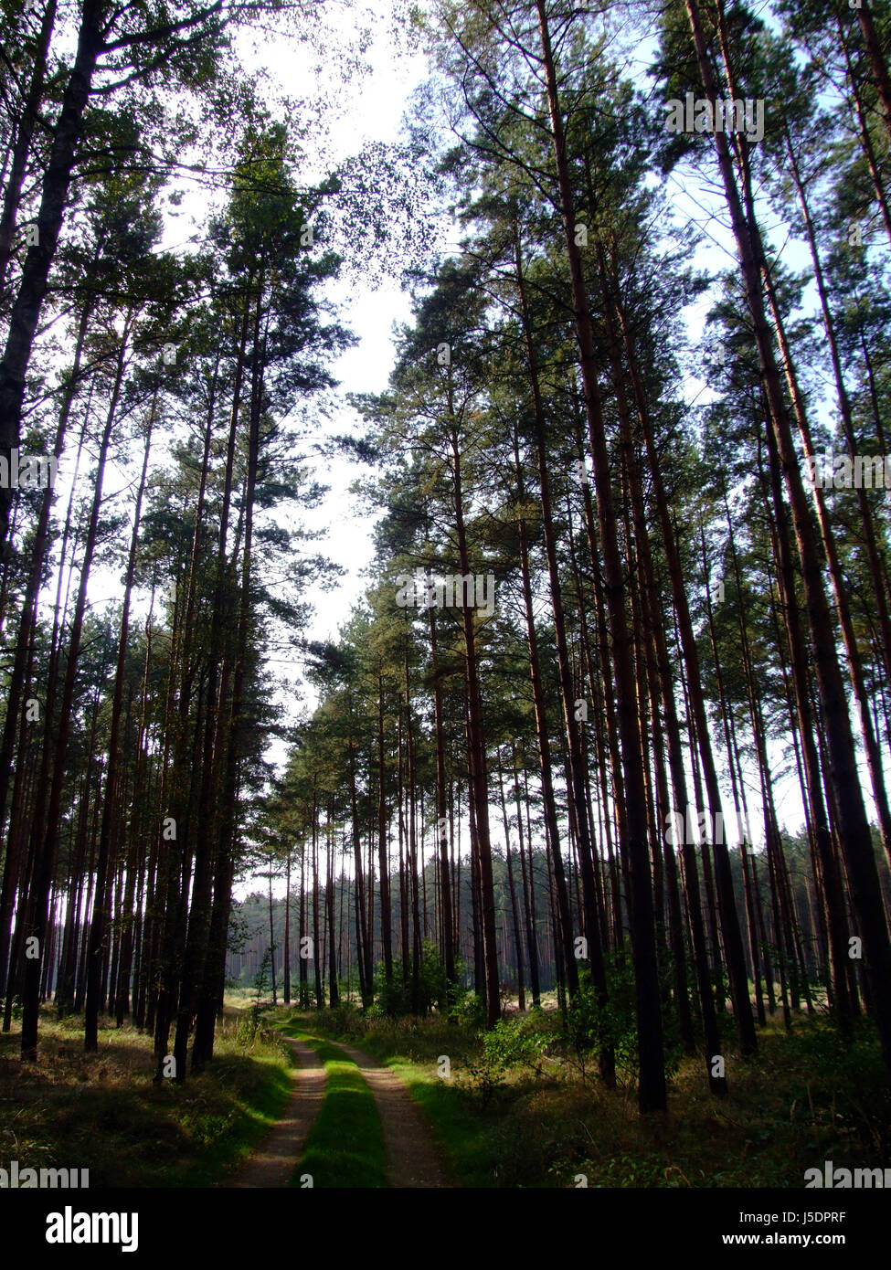 Forstwege hi-res stock photography and images - Alamy