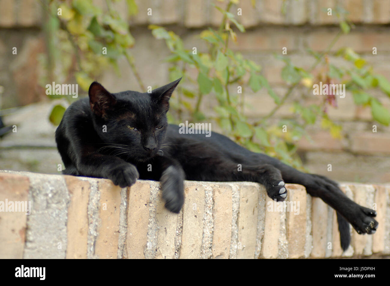 Half wild kittens hi-res stock photography and images - Alamy