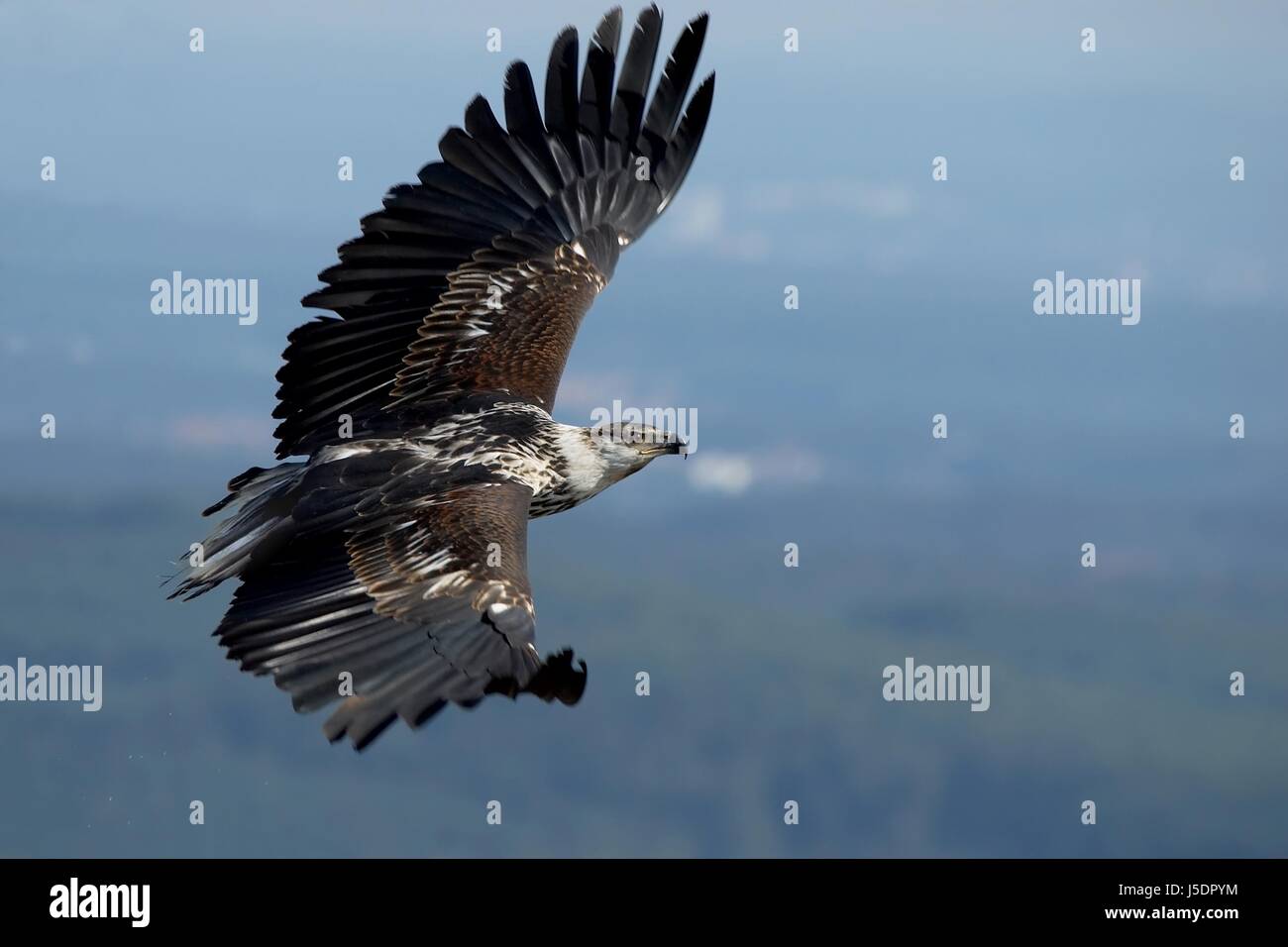 young fish eagle iii Stock Photo - Alamy