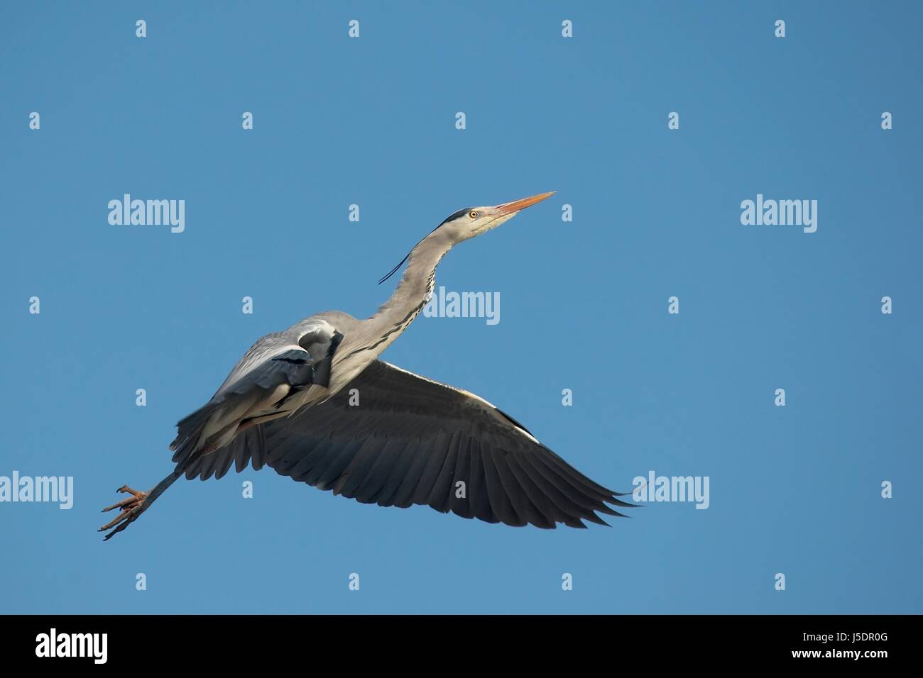 herons flight ii Stock Photo - Alamy