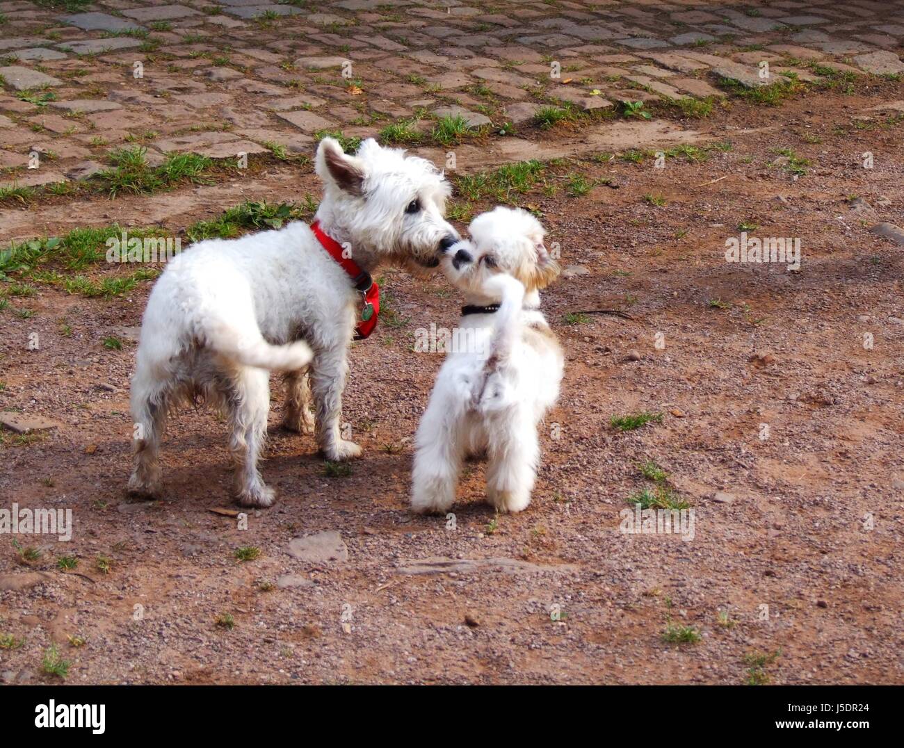 to get to know Stock Photo - Alamy