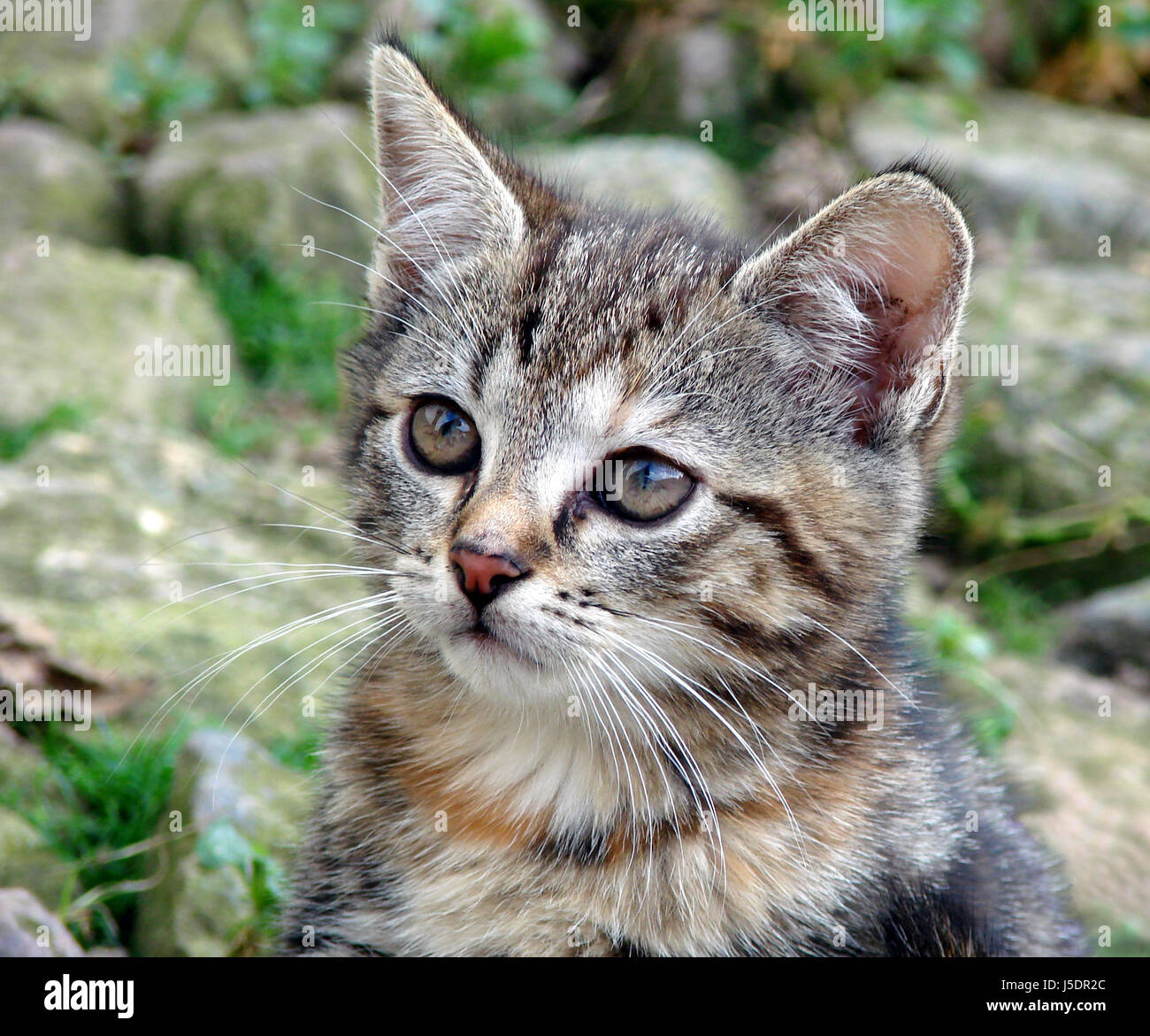 gray-red tabby cat Stock Photo - Alamy