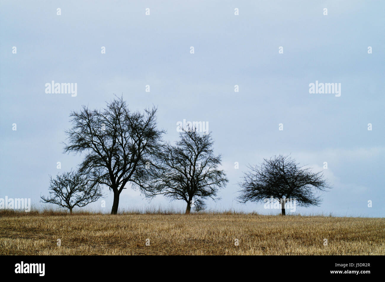 Baumfamilie hi-res stock photography and images - Alamy