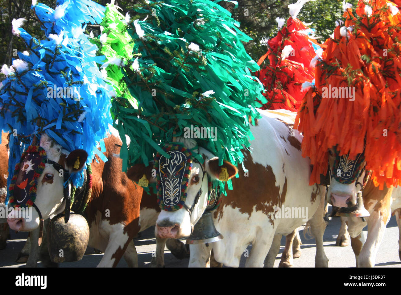 Decorated cow almabtrieb cattle drive hi-res stock photography and ...