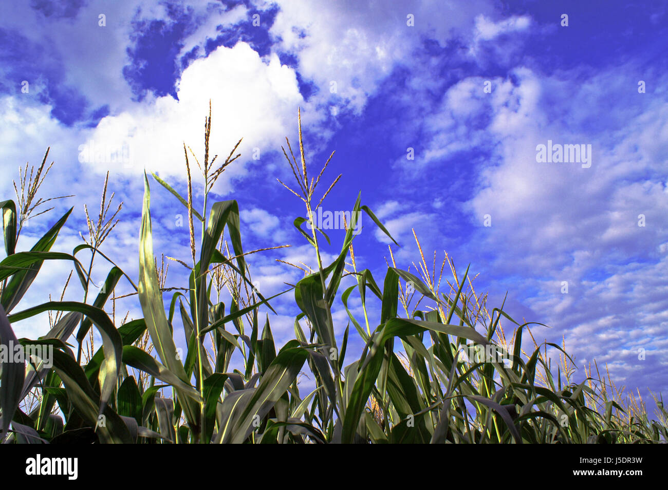 corn plants deep blue Stock Photo - Alamy