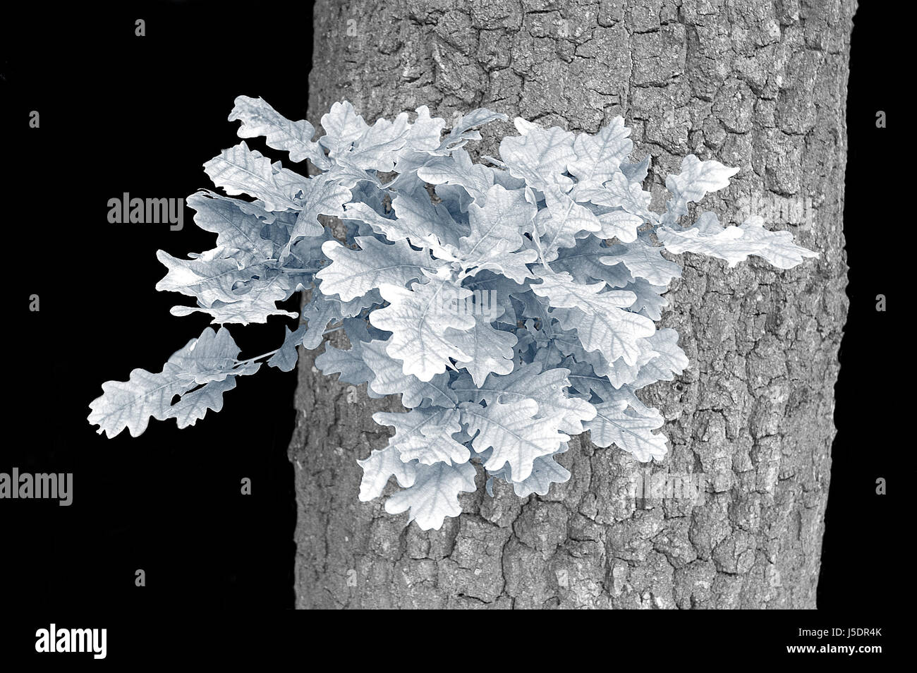 Silver oak leaves hi-res stock photography and images - Alamy