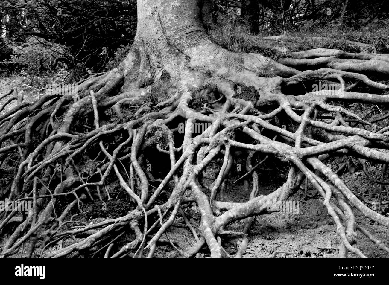 Rooted nature hi-res stock photography and images - Alamy