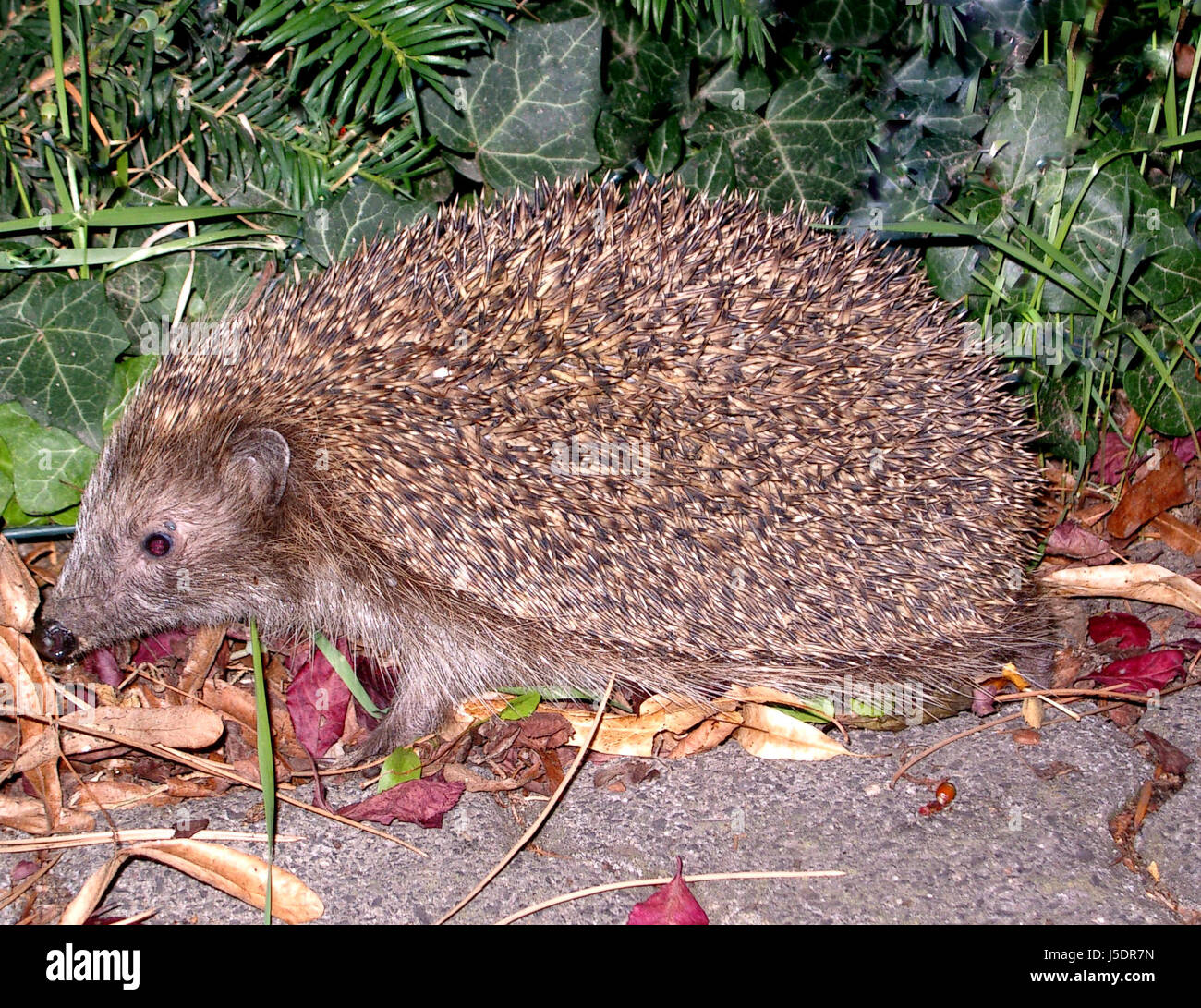 garden animals creature hedgehog gardens wild animal small animal ...