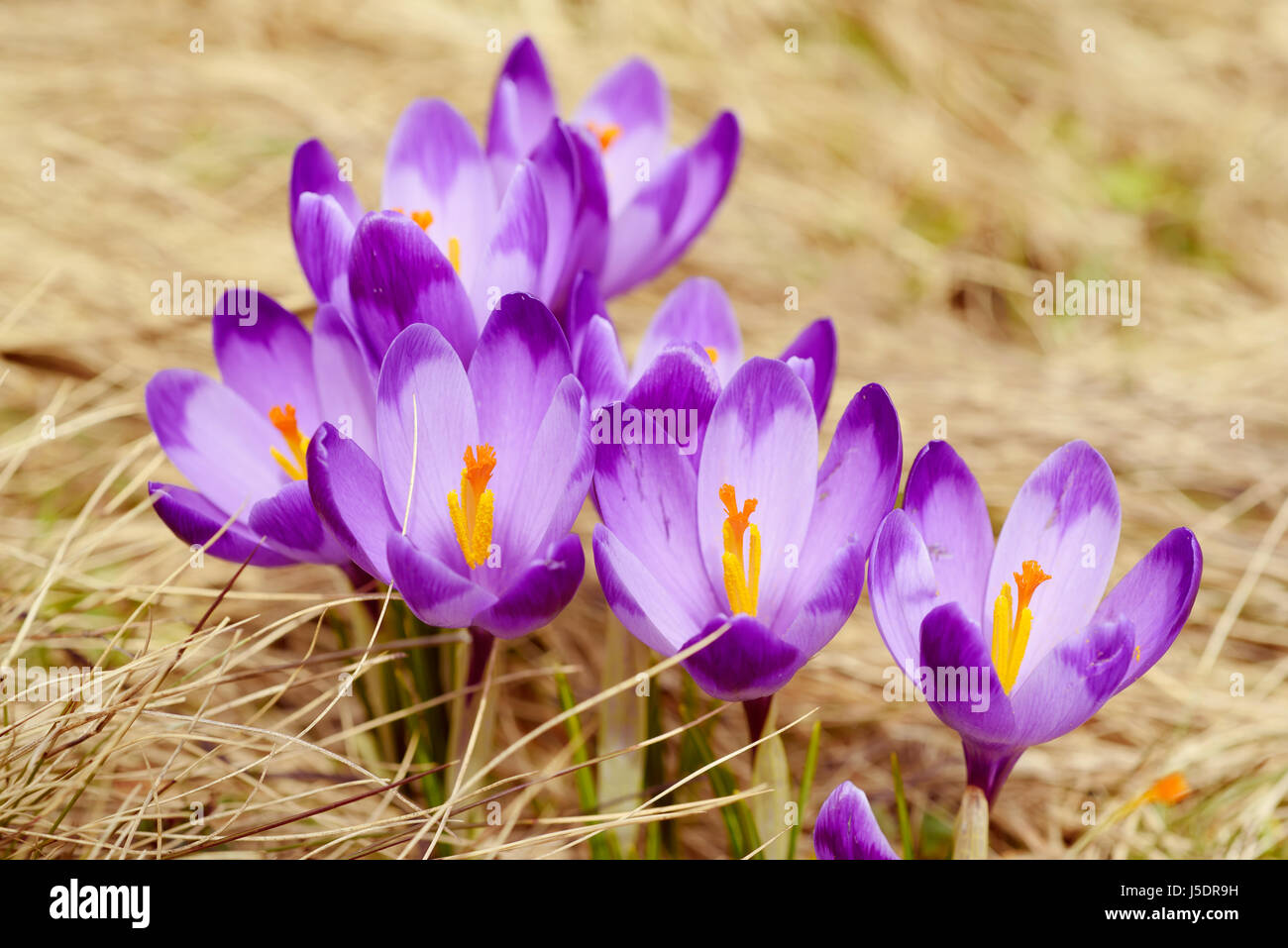 Spring crocus flowers Stock Photo - Alamy