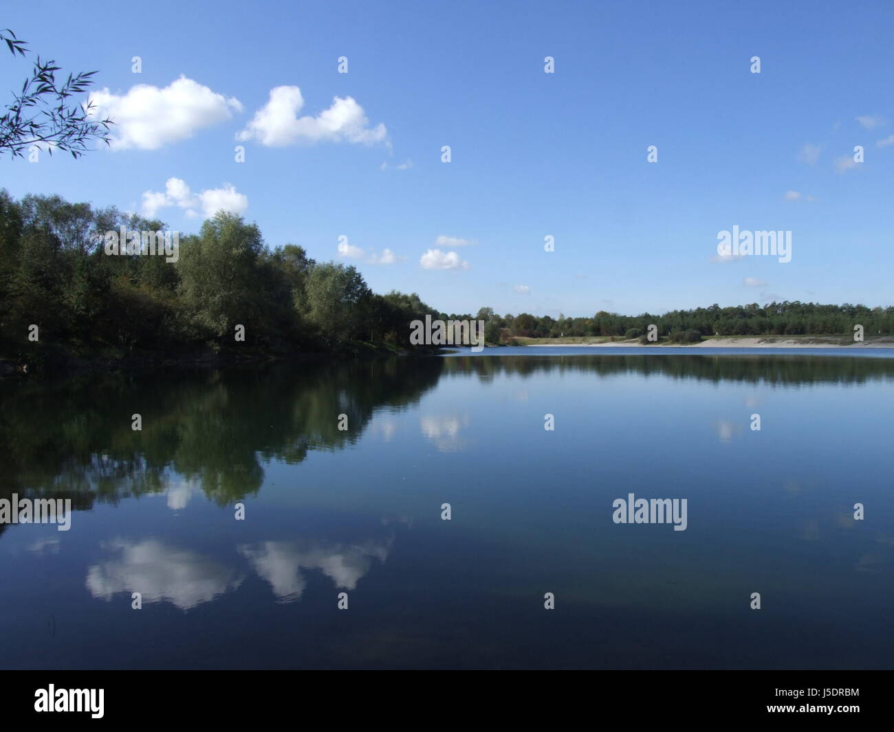 blue tree trees blank european caucasian bavaria mirroring bushes ...