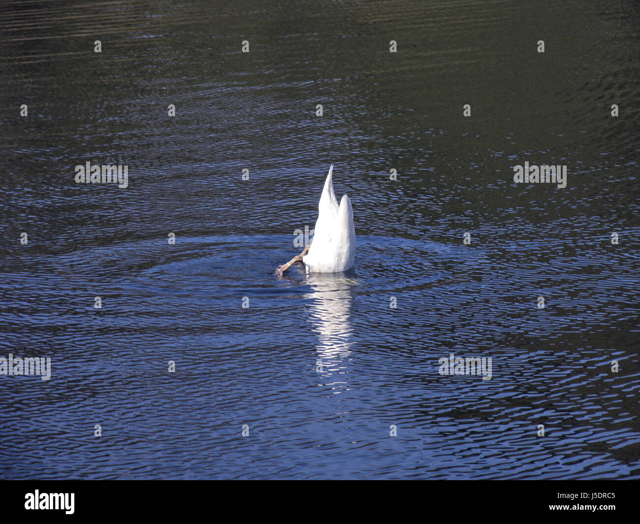 Birds with tail feathers hi-res stock photography and images - Alamy